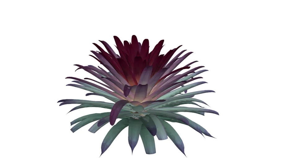 Alcantarea imperialis - Cây sao đất | 3D Warehouse