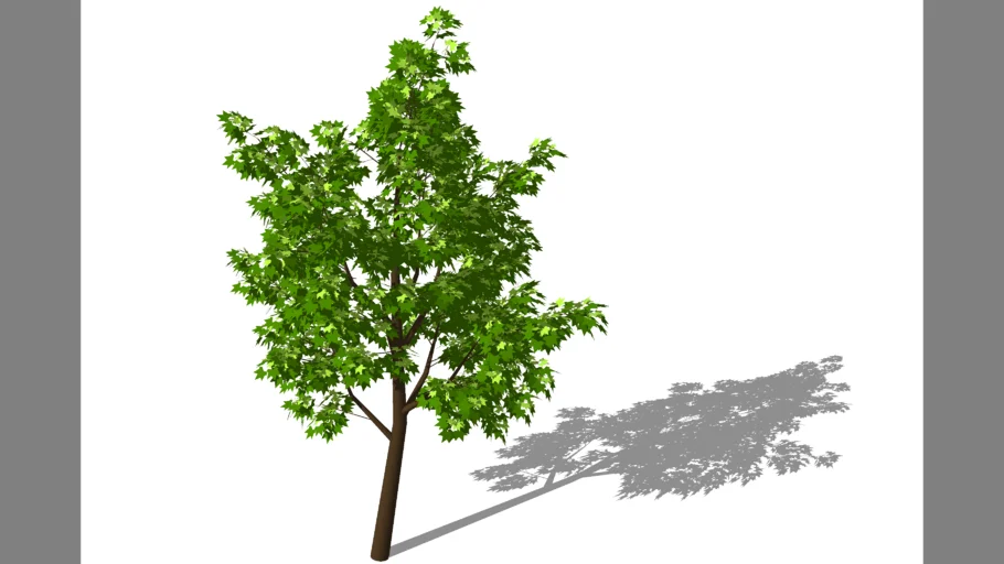 young tree | 3D Warehouse