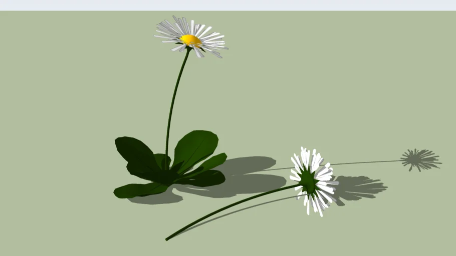 Daisy | 3D Warehouse