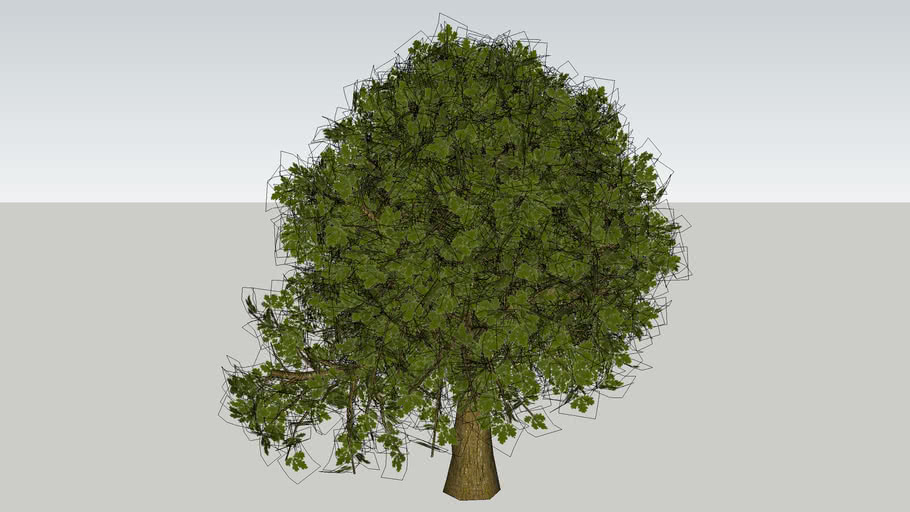 Oak Tree | 3D Warehouse