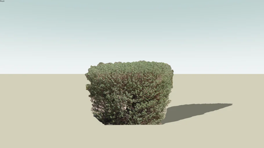 shrub | 3D Warehouse
