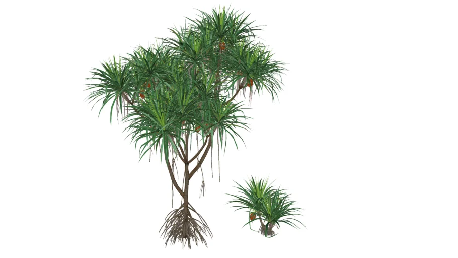 Pandanus tectorius | 3D Warehouse