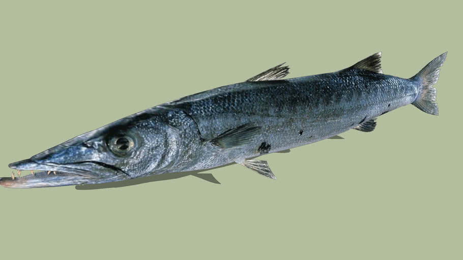 Gran barracuda (Sphyraena barracuda) | 3D Warehouse