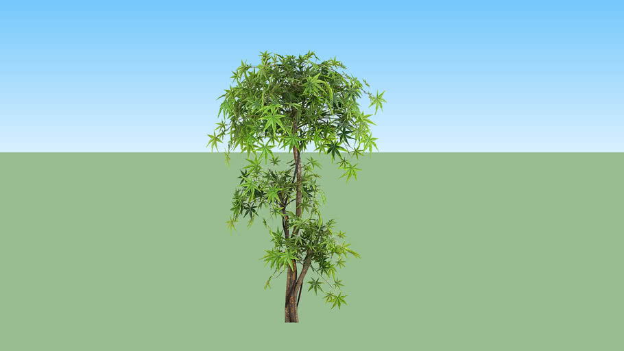 Pohon Maple | 3D Warehouse