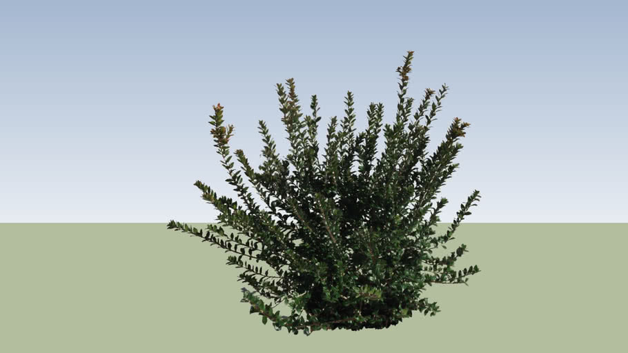 Compact Shrub | 3D Warehouse