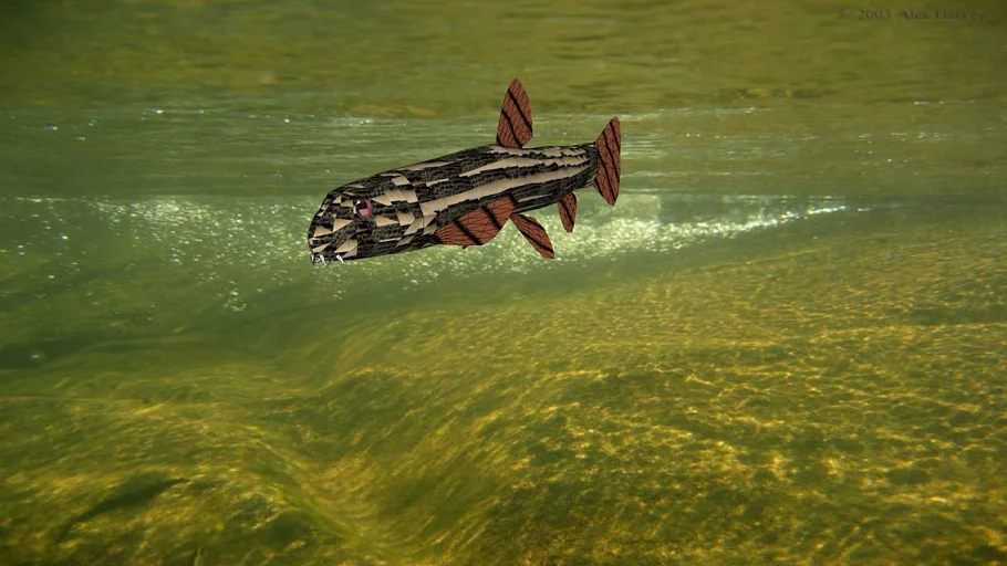 spined loach | 3D Warehouse