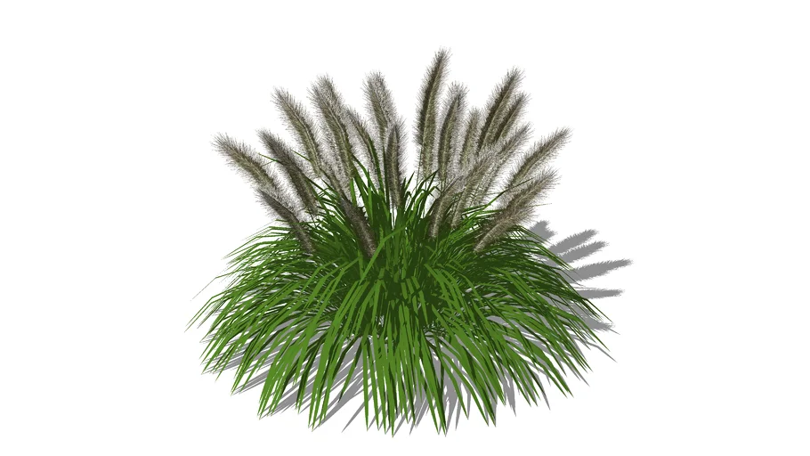 Moudry Fountain Grass | 3D Warehouse