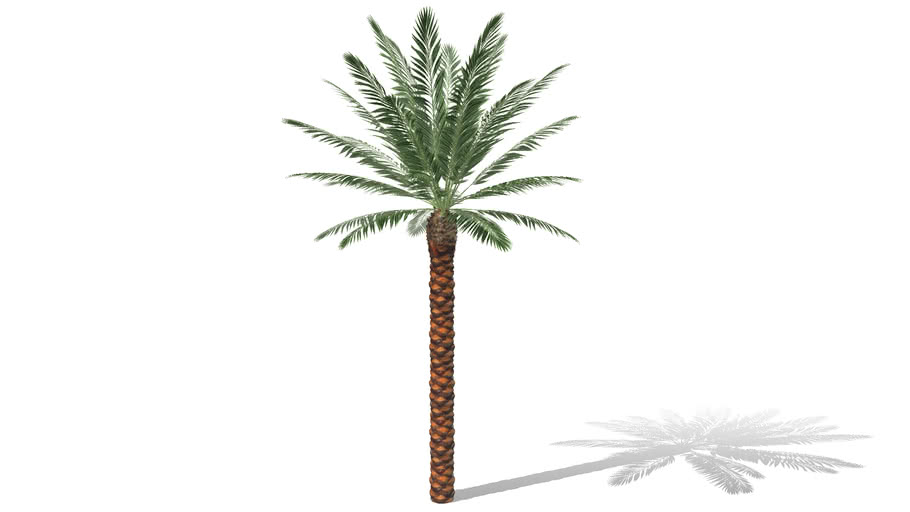 palm | 3D Warehouse