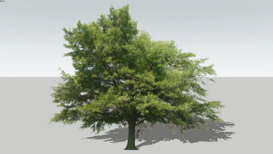 Watercolor Oak 2D Face Me | 3D Warehouse