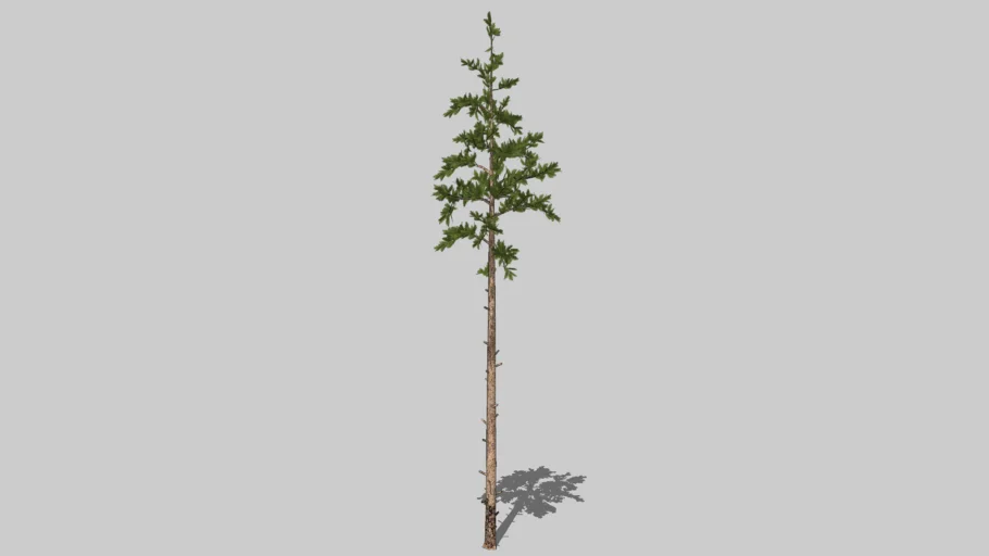 Lodgepole pine | 3D Warehouse