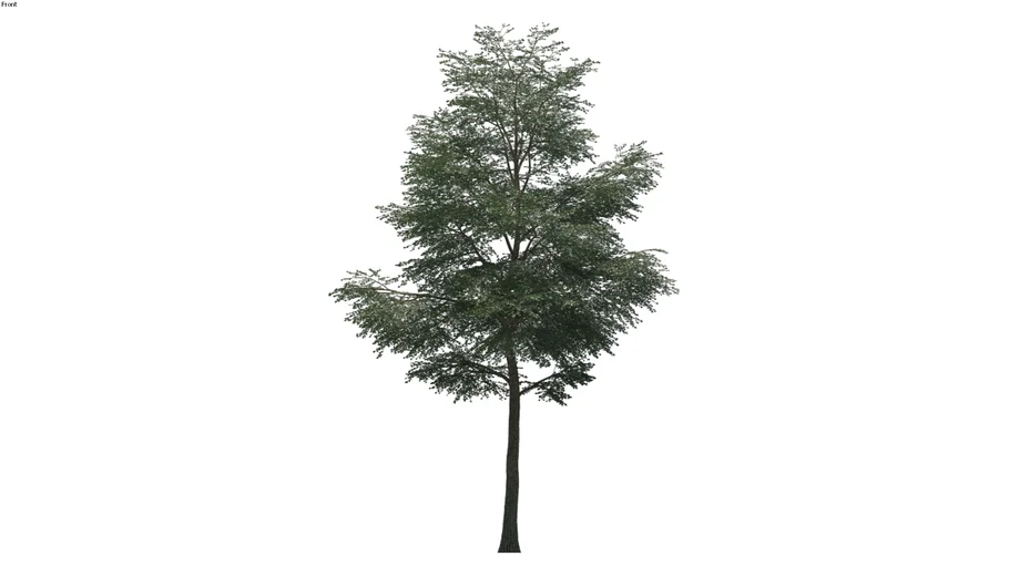 tree | 3D Warehouse