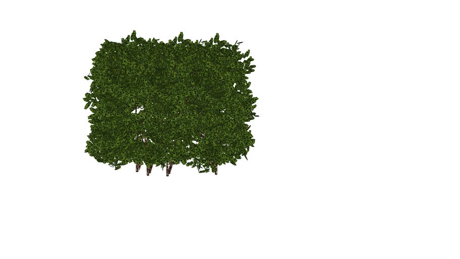 Hedge Plant | 3D Warehouse