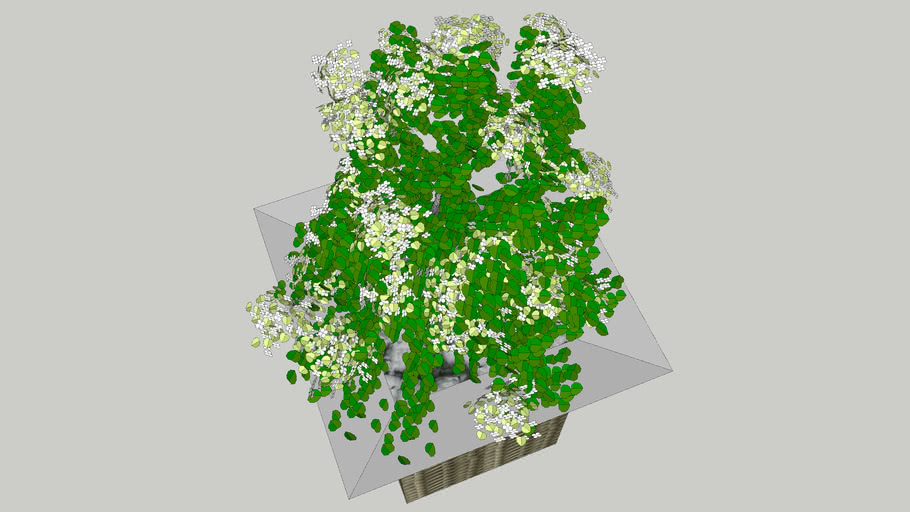 Flower pot with white flowers | 3D Warehouse