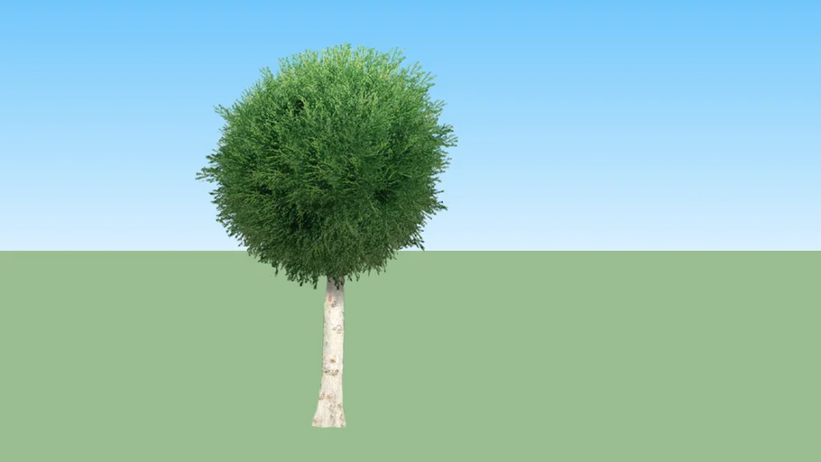 Tehran pine | 3D Warehouse