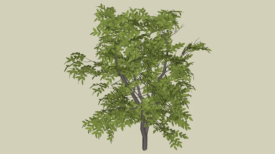 TREE | 3D Warehouse