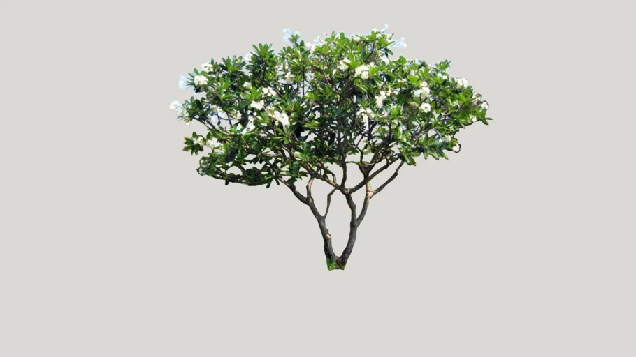 Frangipani | 3D Warehouse