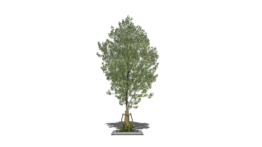 CAY VIA HE (26) | 3D Warehouse