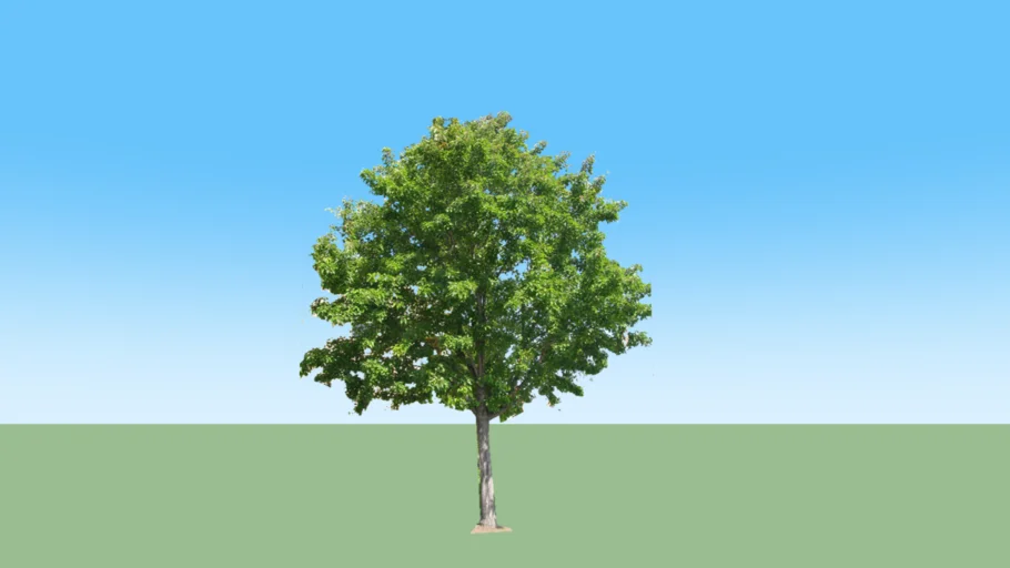 2D tree | 3D Warehouse