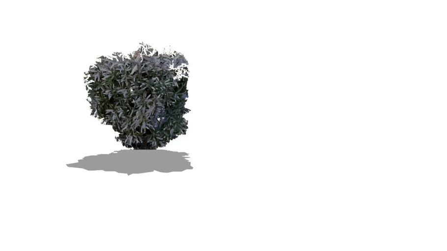 shrub | 3D Warehouse