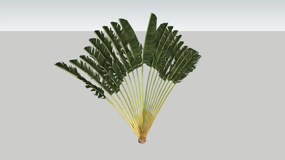 plants, big tree, outdoor plant | 3D Warehouse