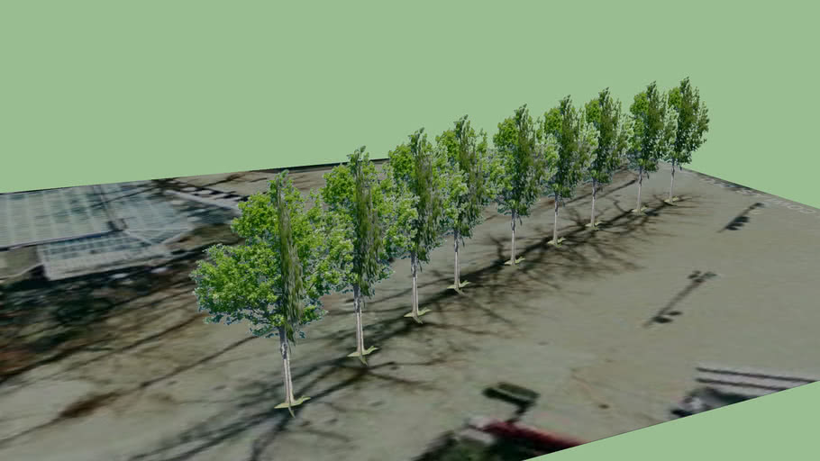 Trees at main stage area - 'Plaenen' | 3D Warehouse