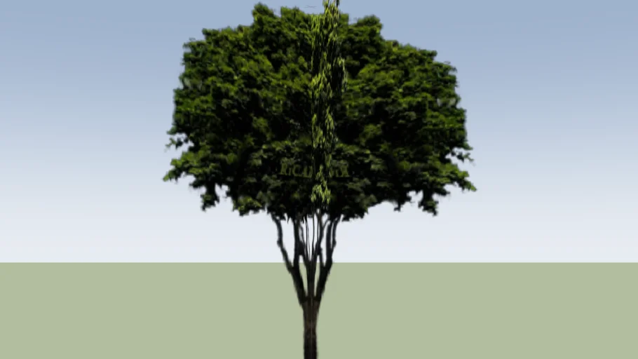 Tree | 3D Warehouse