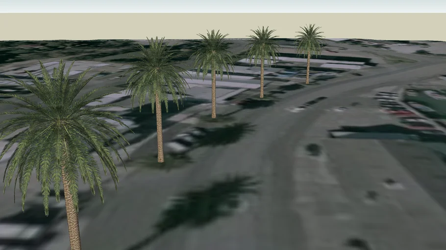 Date Palms on marina side road, Gisborne | 3D Warehouse