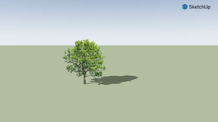 Big Tree | 3D Warehouse