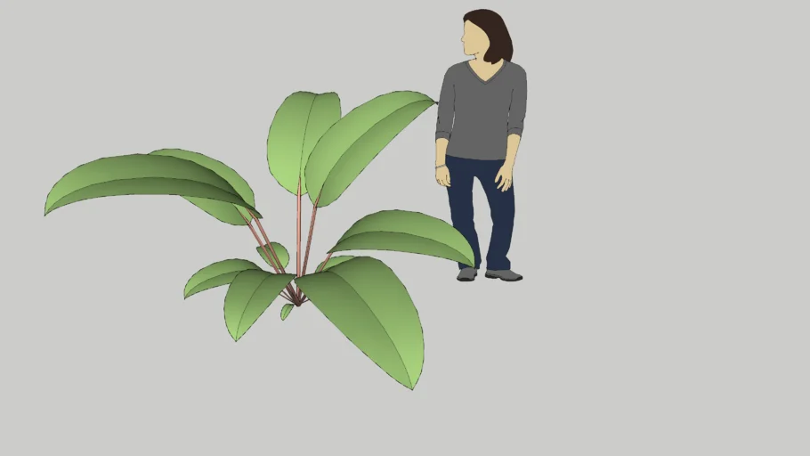 Plant | 3D Warehouse