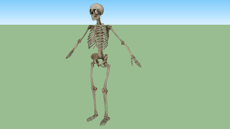 Skeleton | 3D Warehouse