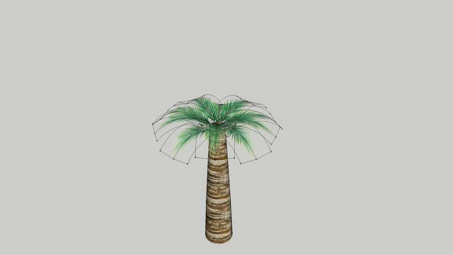 coconut tree | 3D Warehouse
