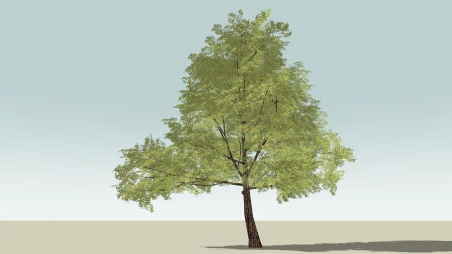 CÂY | 3D Warehouse