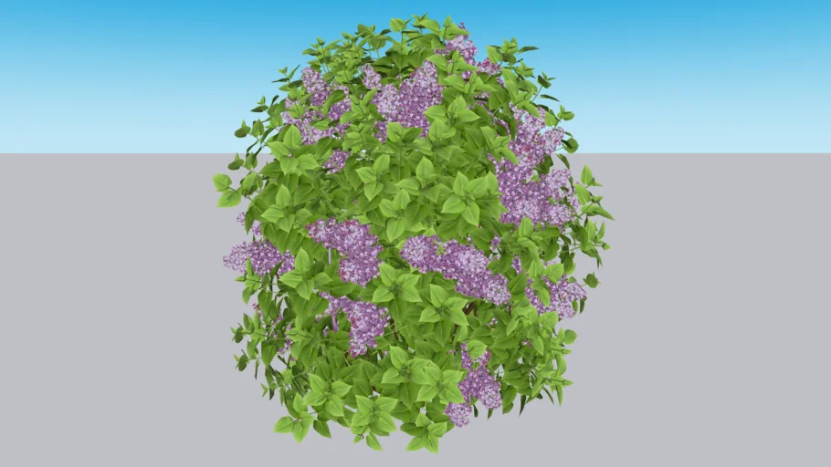 SCENTARA Double Blue Lilac | 3D Warehouse