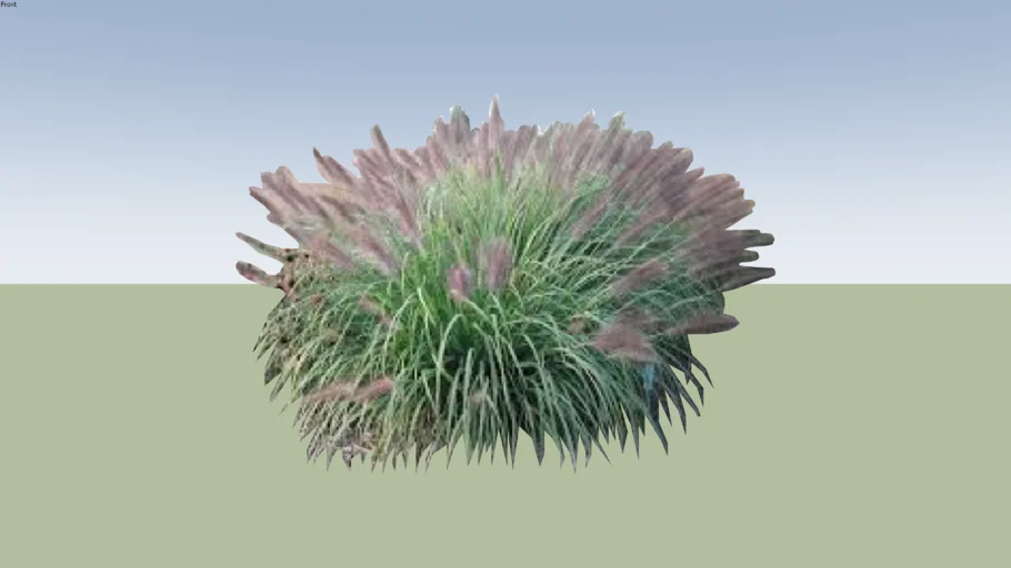 red head fountain grass | 3D Warehouse