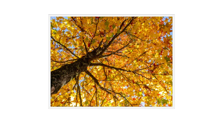 Quadro - Pedro Leal - Sunset Square 2 | 3D Warehouse