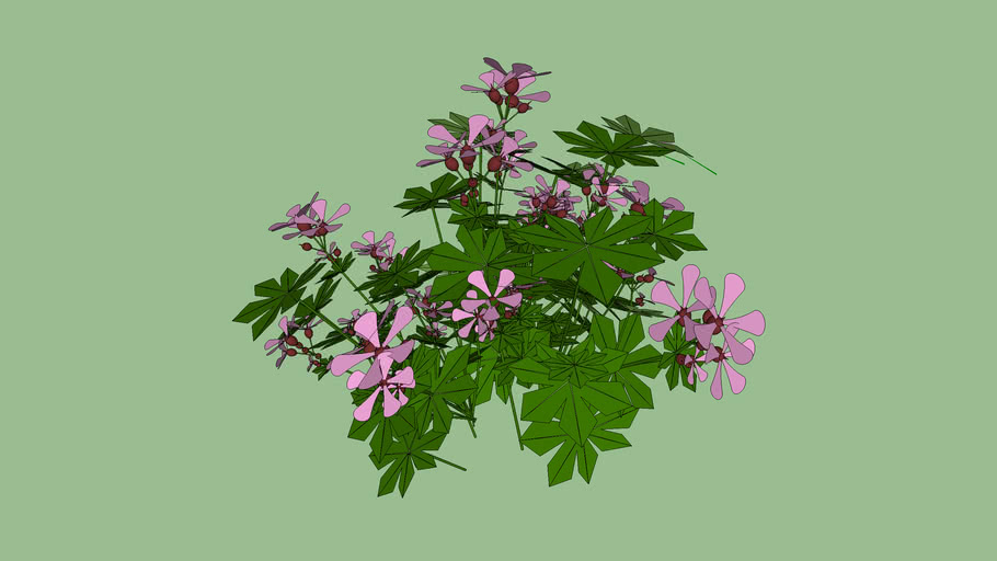 geranium | 3D Warehouse