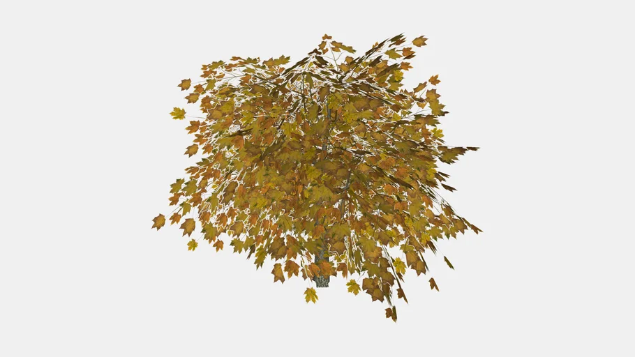 Autumn Maple | 3D Warehouse