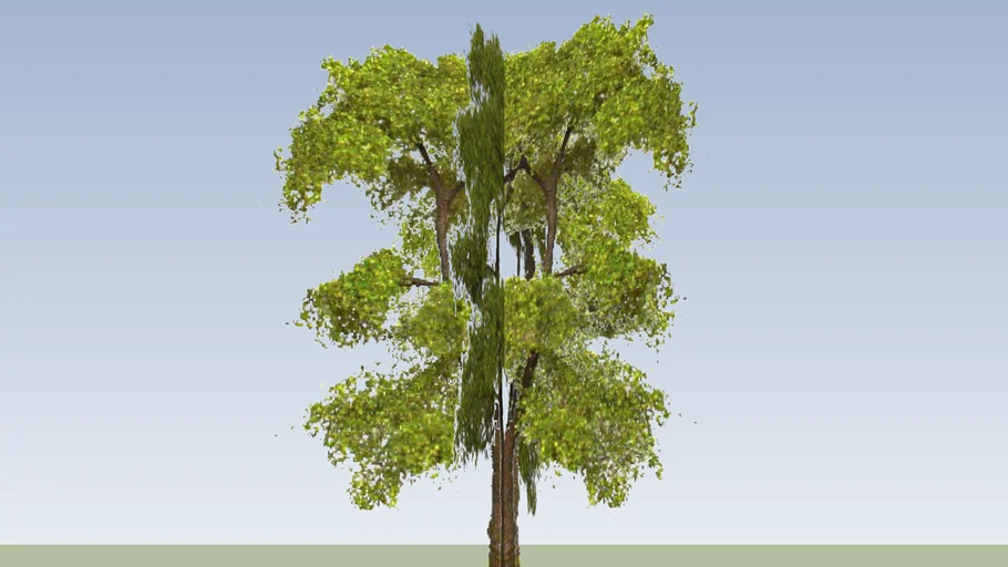 Buk (Fagus) Beech Tree | 3D Warehouse