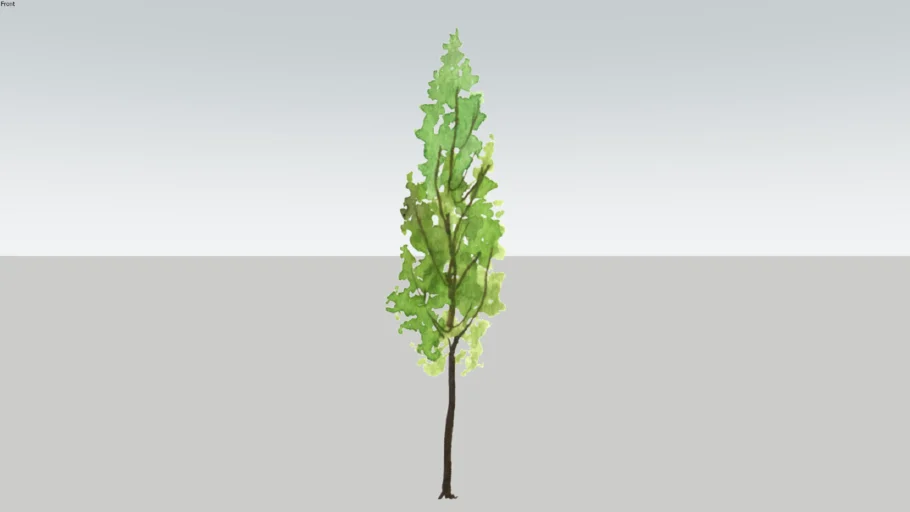 Arvore, Tree 13 | 3D Warehouse