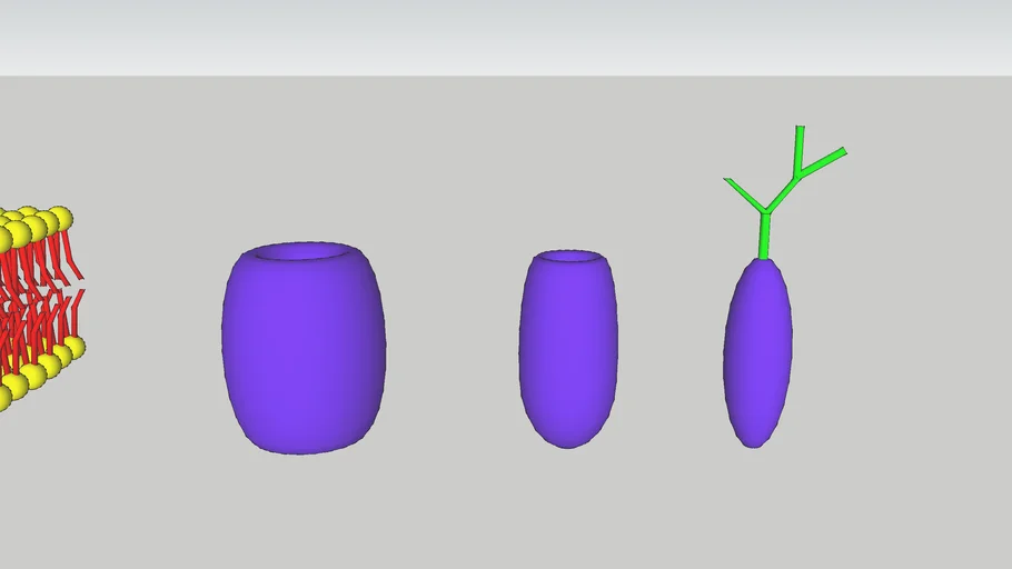 Plasma Membrane | 3D Warehouse