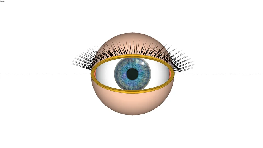 eye ball | 3D Warehouse