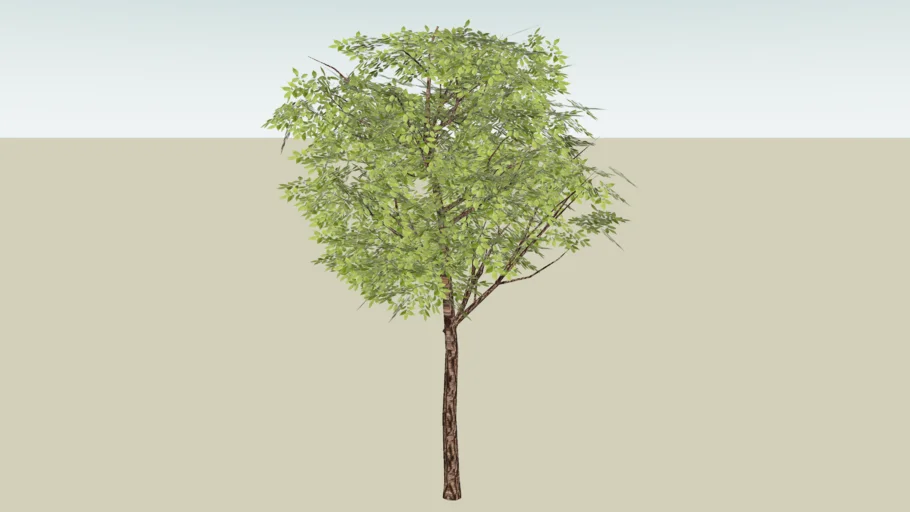 Standard Tree - Round | 3D Warehouse