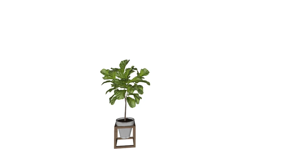 ficus plant | 3D Warehouse