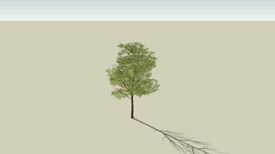 Arvore | 3D Warehouse