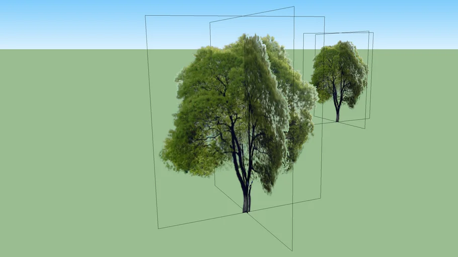 shisham tree | 3D Warehouse