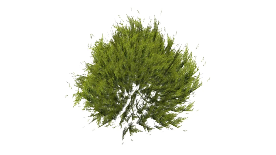 ARBUSTO | 3D Warehouse