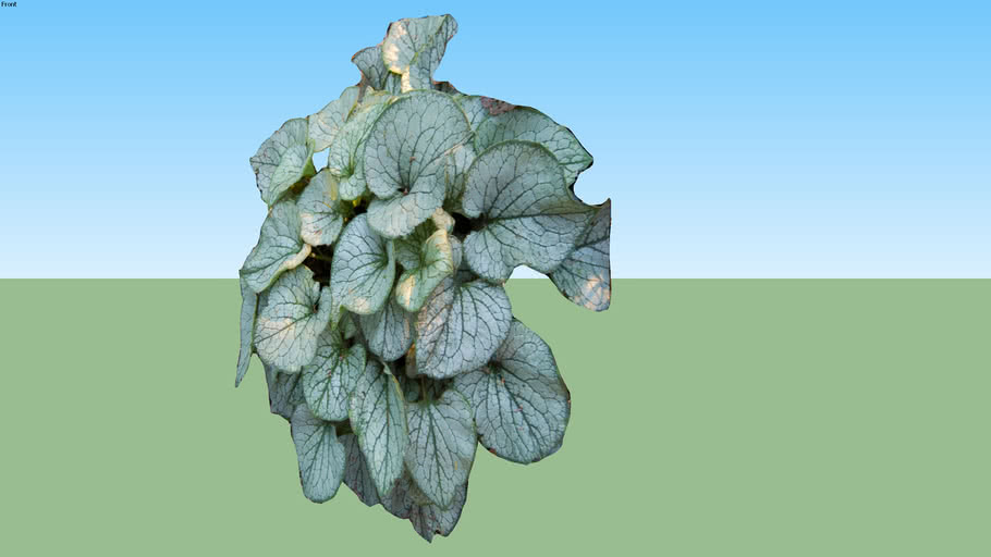 Brunnera | 3D Warehouse