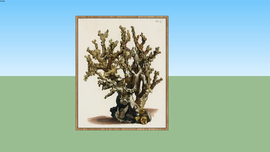 Coral 2 | 3D Warehouse