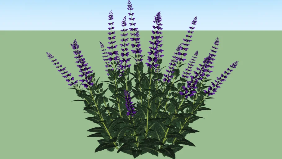 salvia | 3D Warehouse