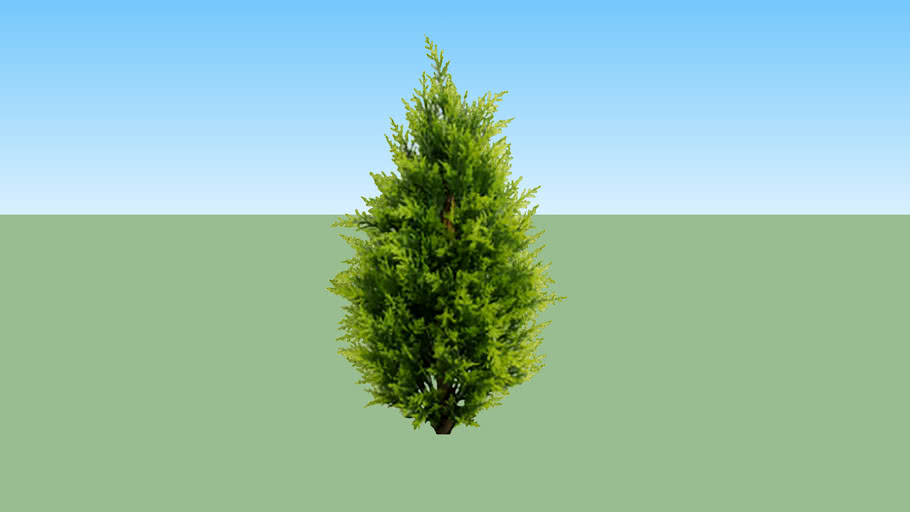 Cemara Kecil | 3D Warehouse